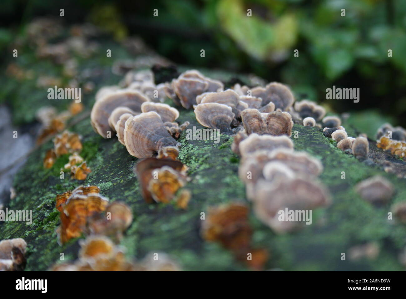 out to In and out of Focus Stock Photo - Alamy