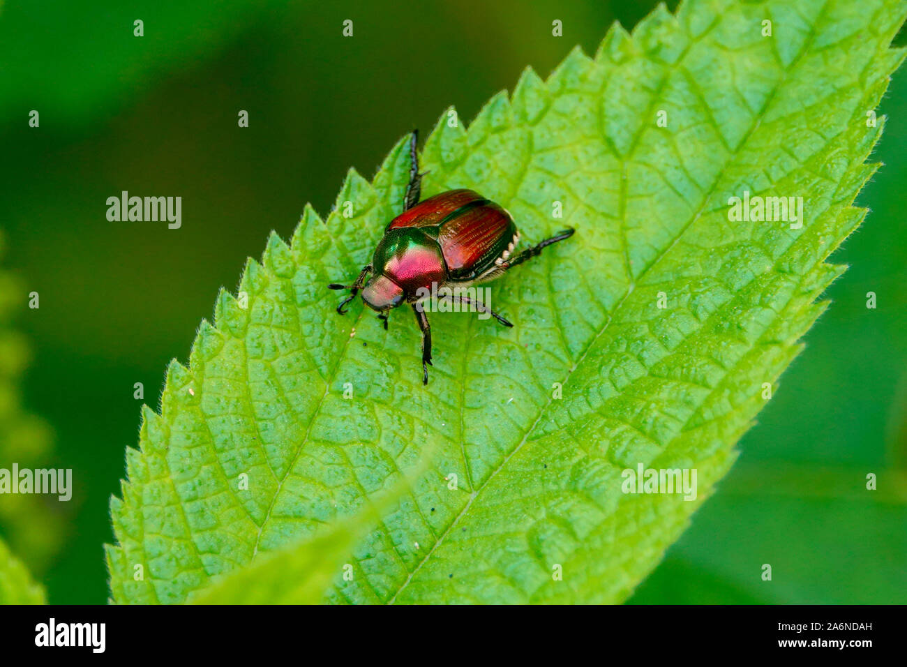 Japanese beetle life hi-res stock photography and images - Alamy