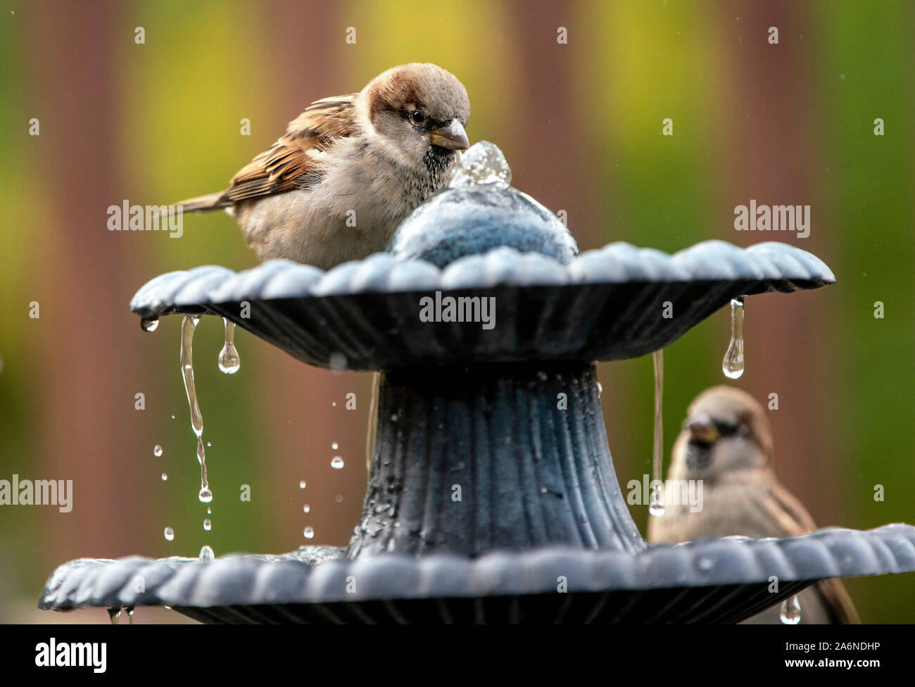 Bird drinker hi-res stock photography and images - Alamy