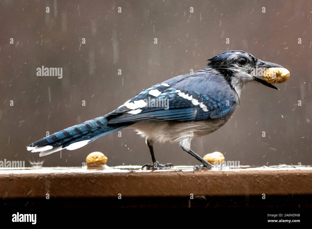 Wet blue jay hi-res stock photography and images - Alamy