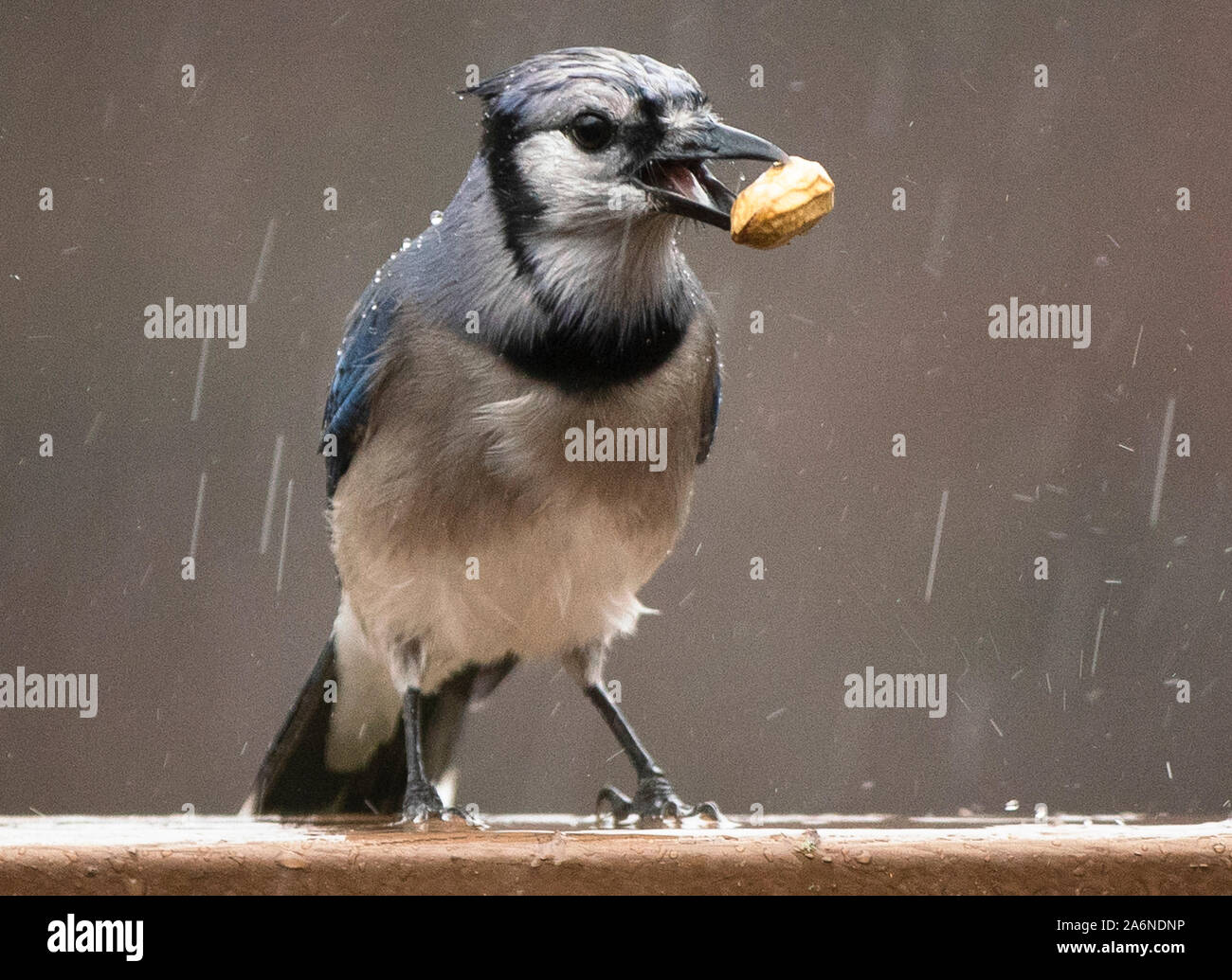 Bird in the rain hi-res stock photography and images - Alamy