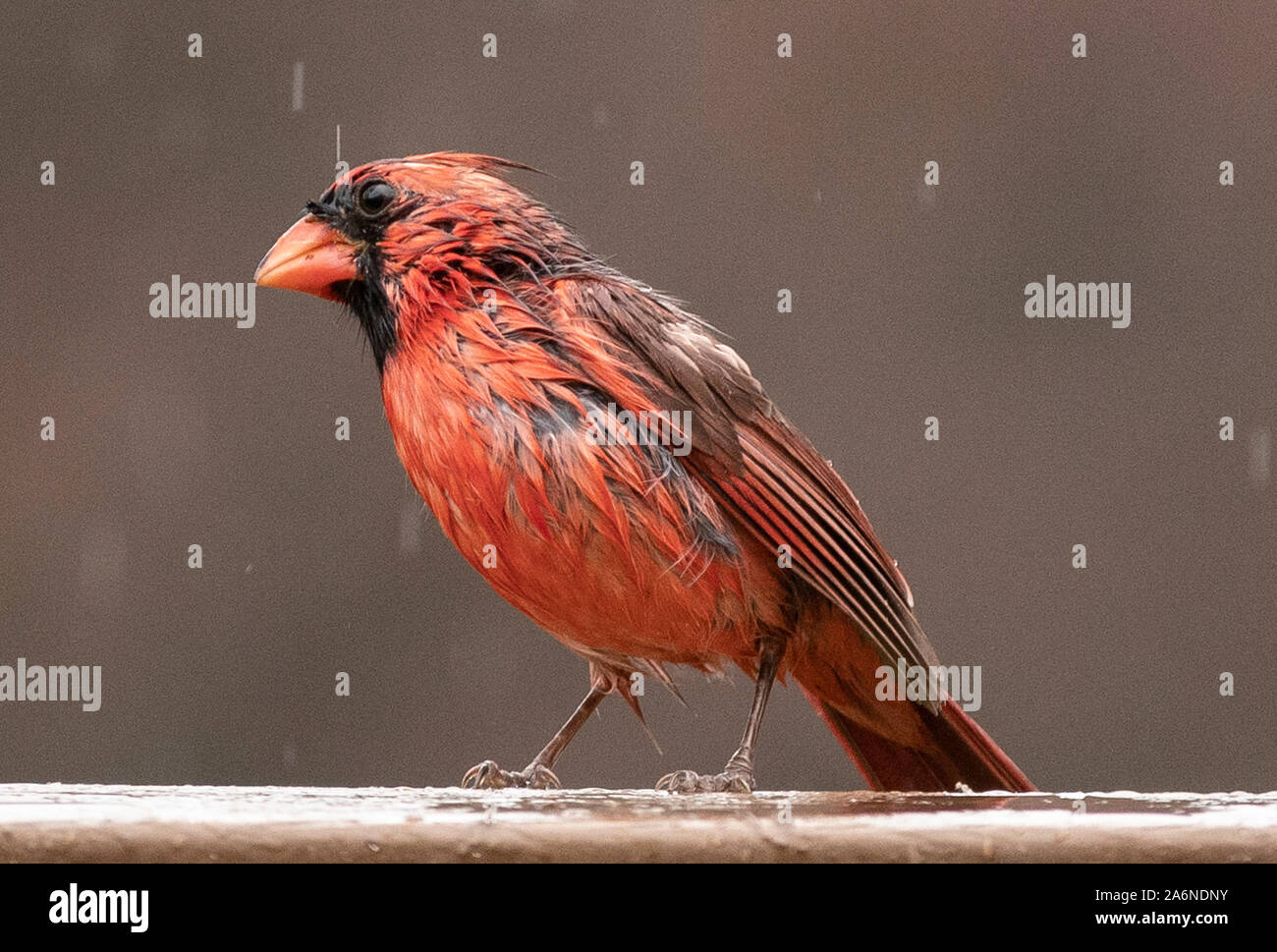 Red wet hi-res stock photography and images - Alamy