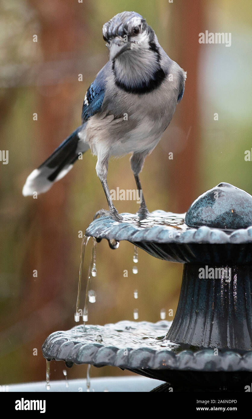 Fountain head hi-res stock photography and images - Alamy
