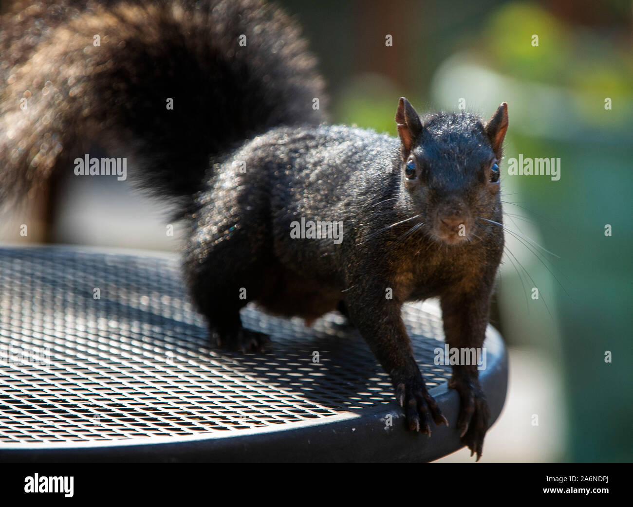 On the prowl Stock Photo - Alamy
