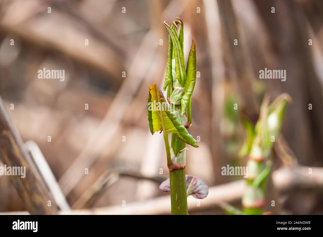Japanese Knotweed Sprouting in Springtime Stock Photo - Alamy