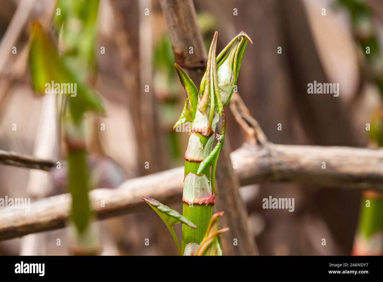 Japanese Knotweed Sprouting in Springtime Stock Photo - Alamy