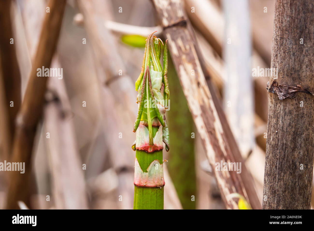 Japanese Knotweed Sprouting in Springtime Stock Photo - Alamy