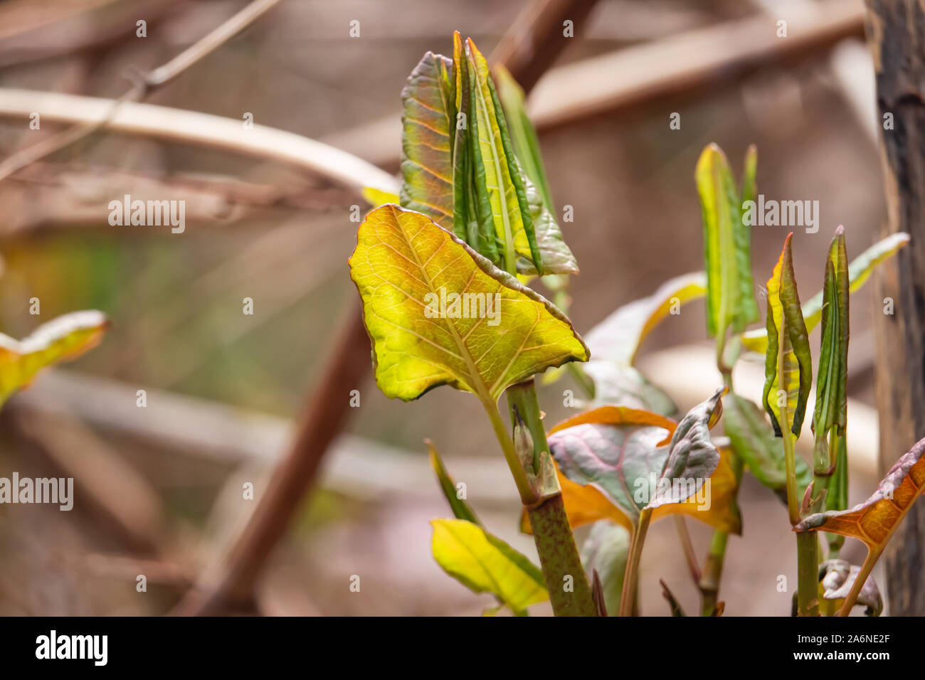 Japanese Knotweed Sprouting in Springtime Stock Photo - Alamy