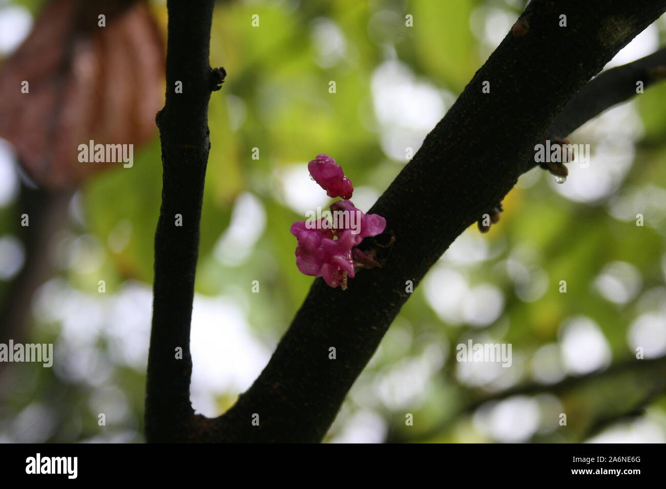 Fall Budding tree Stock Photo - Alamy