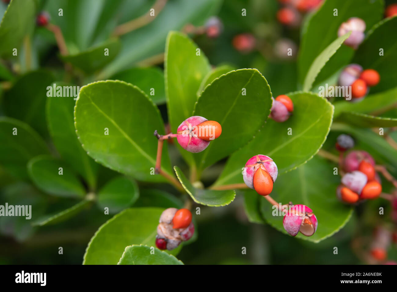 Japanese spindle euonymus japonicus hi-res stock photography and images ...