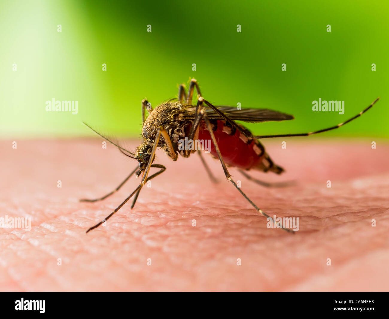 Virus dengue hi-res stock photography and images - Alamy
