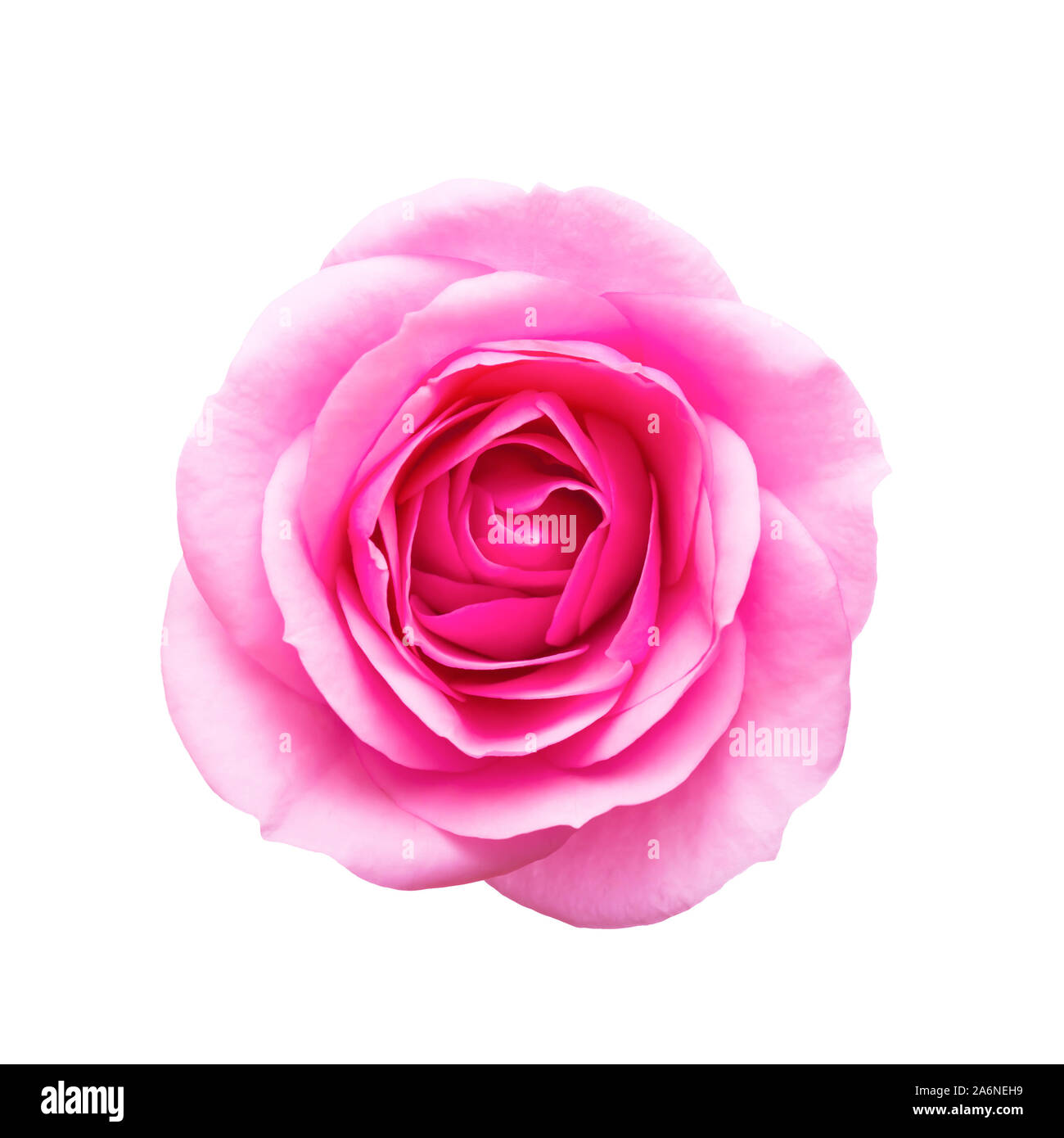 Pink and white rose bud hi-res stock photography and images - Alamy