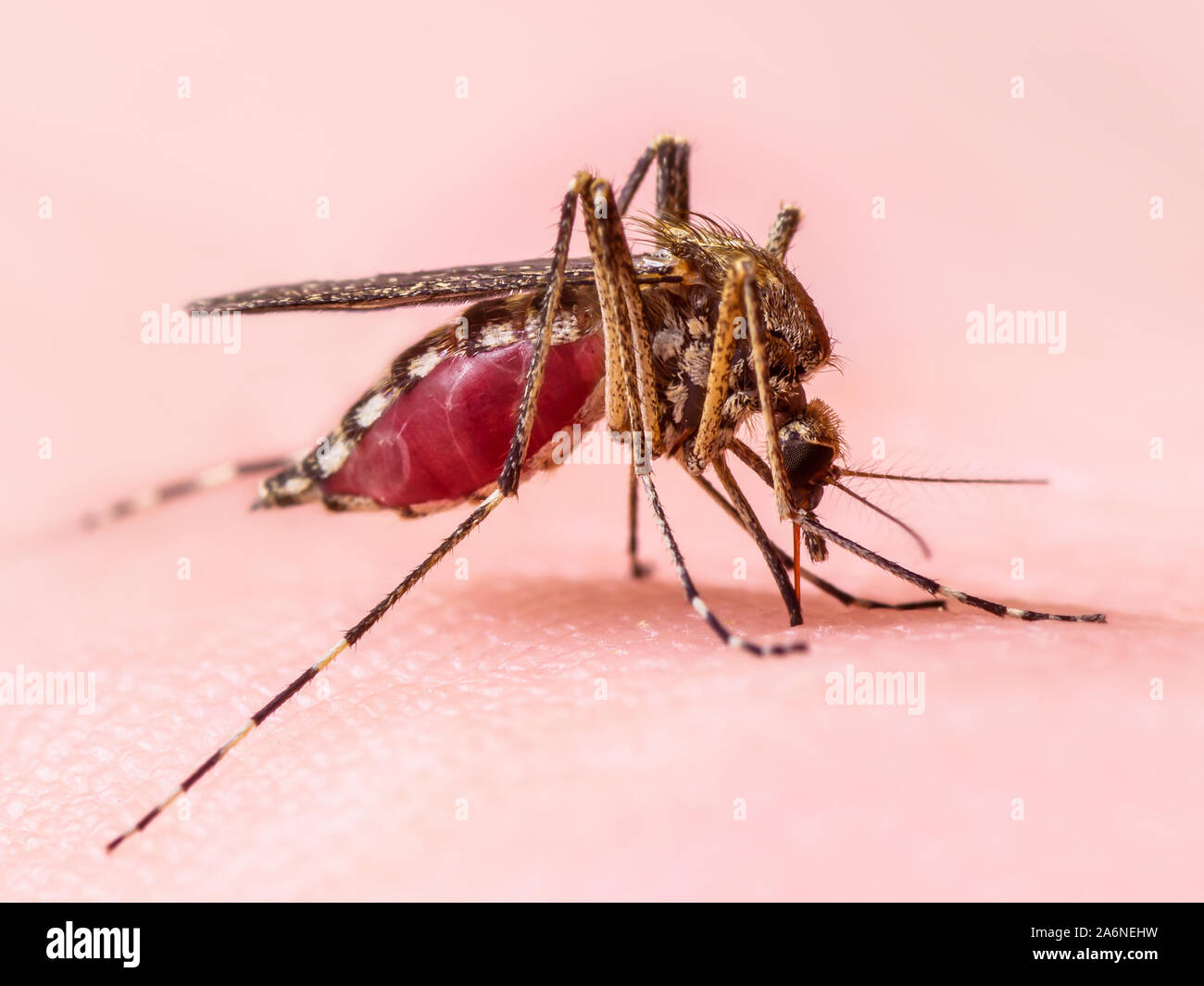 Encephalitis, Yellow Fever, Malaria Disease or Zika Virus Infected ...