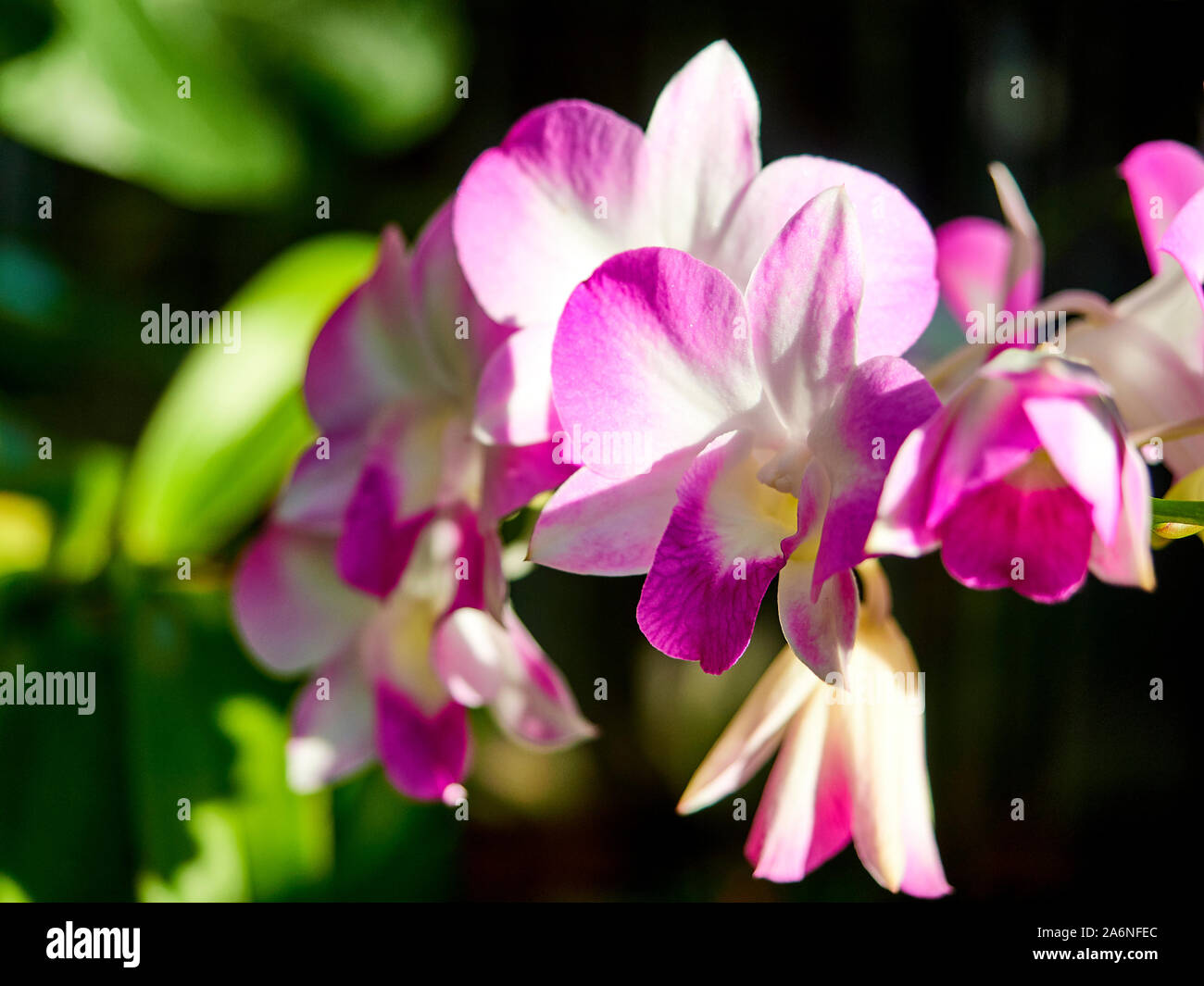 Hawaii Orchid Dendrobium Stock Photo - Alamy