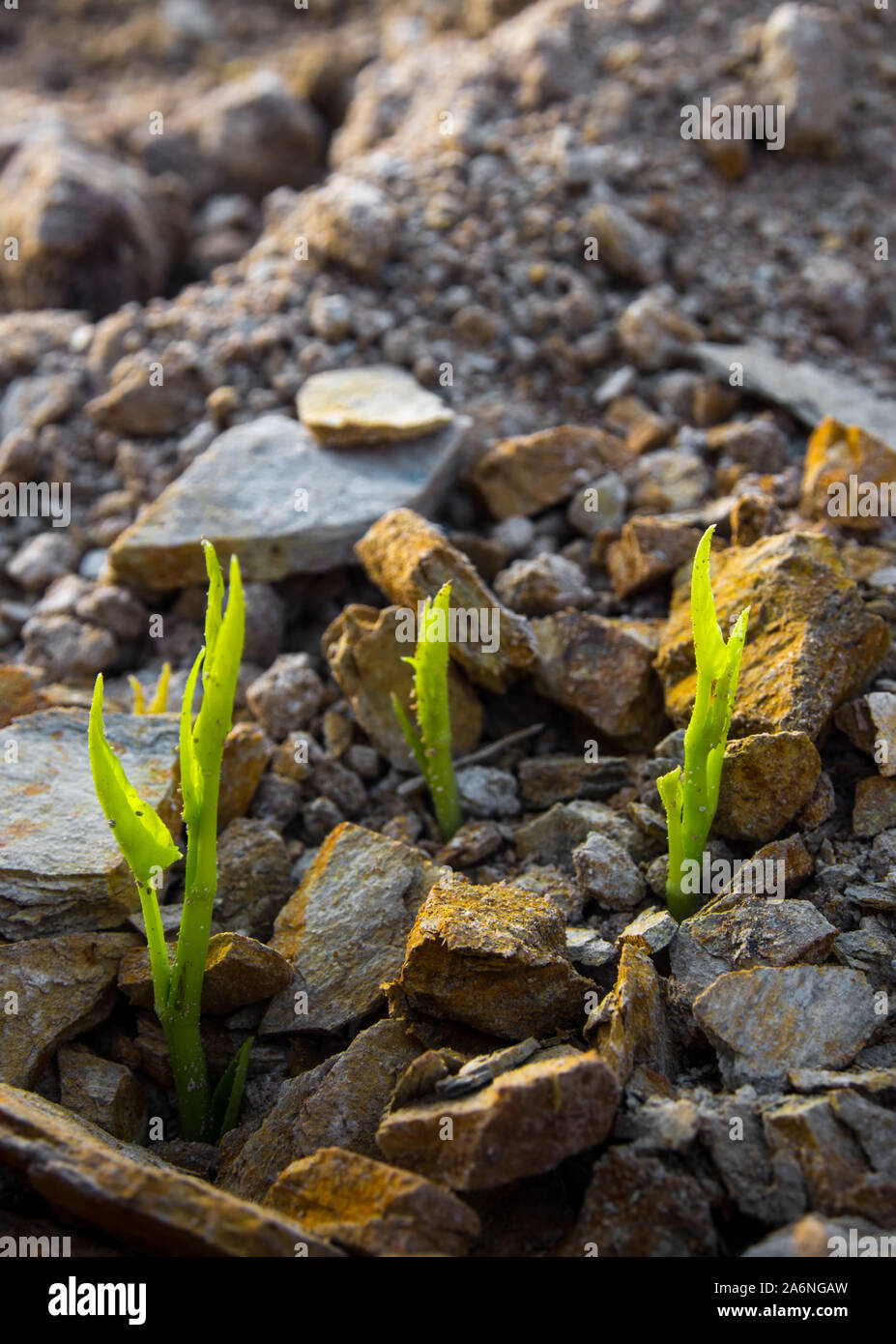 Morning glory seedling hi-res stock photography and images - Alamy