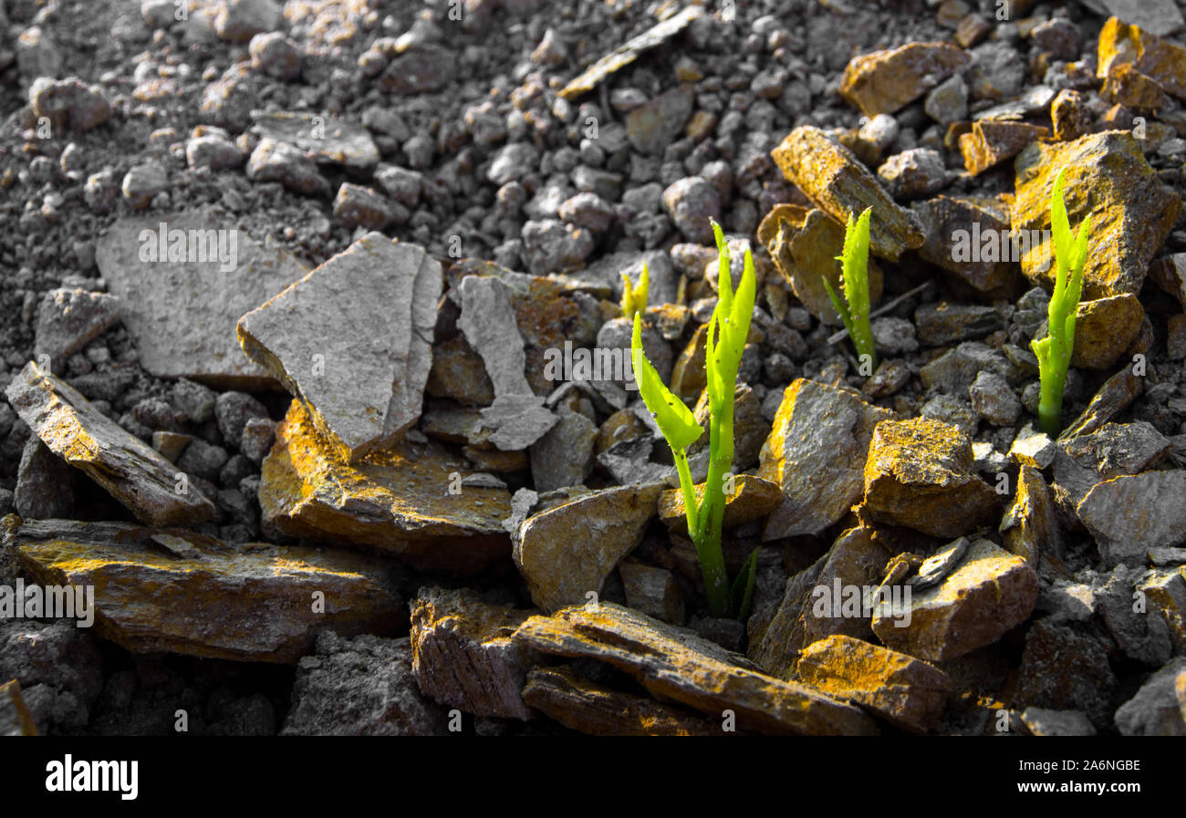 Morning Glory Seedling High Resolution Stock Photography and Images - Alamy