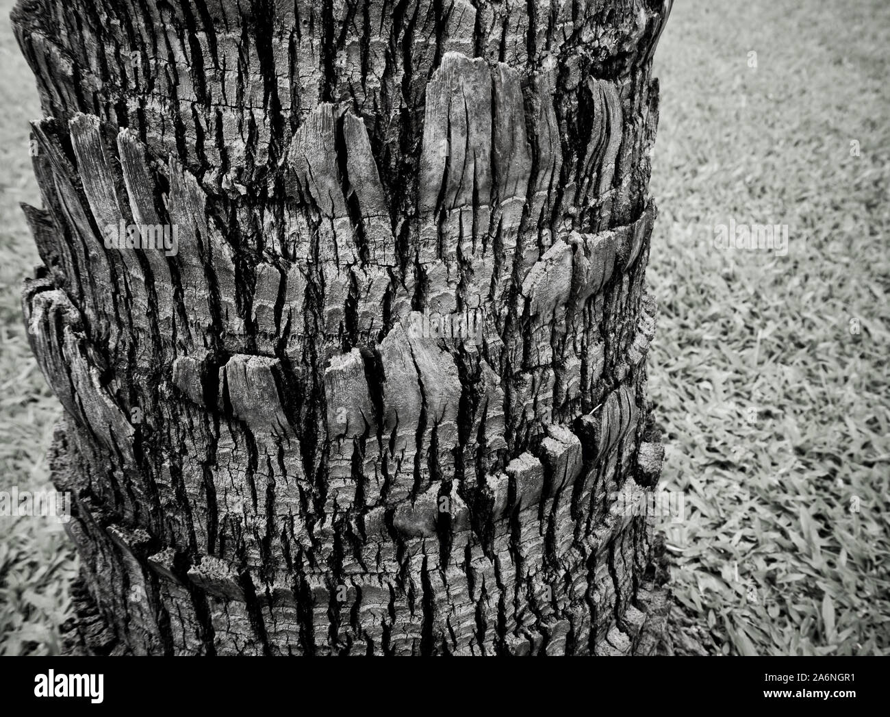 Texture surface of palm tree trunk / Black and white Stock Photo - Alamy