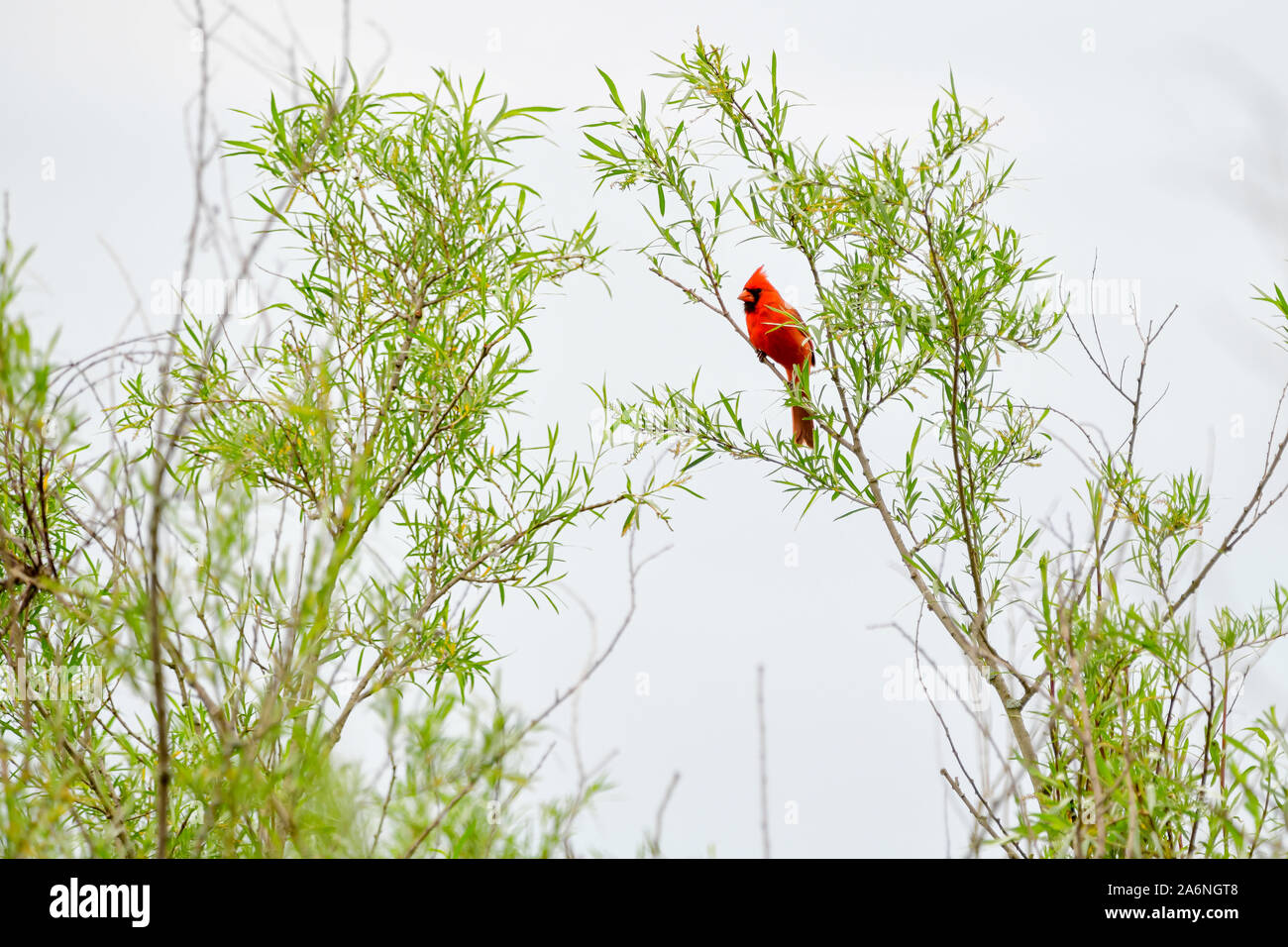 Cardinal in tree hi-res stock photography and images - Alamy