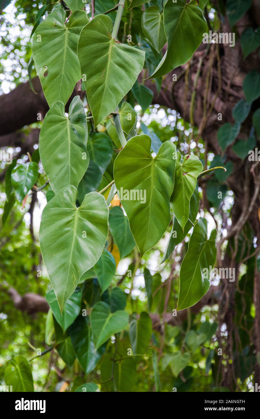 Leaves of a tropical vine, Cairns Botanic Gardens, North Queensland ...