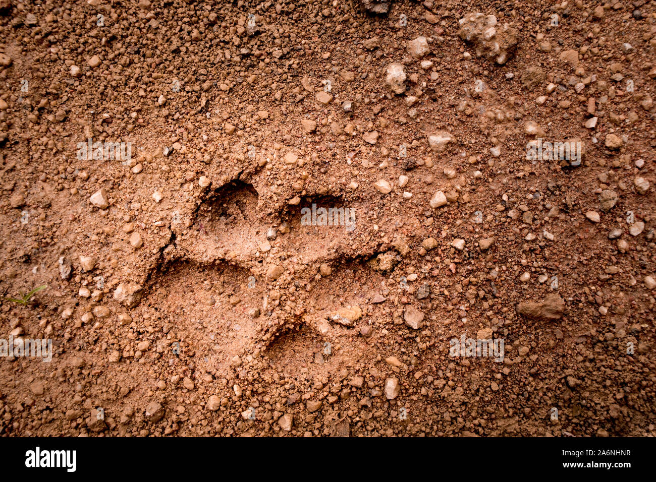 Dog footprint tread on soft soil ground Stock Photo - Alamy