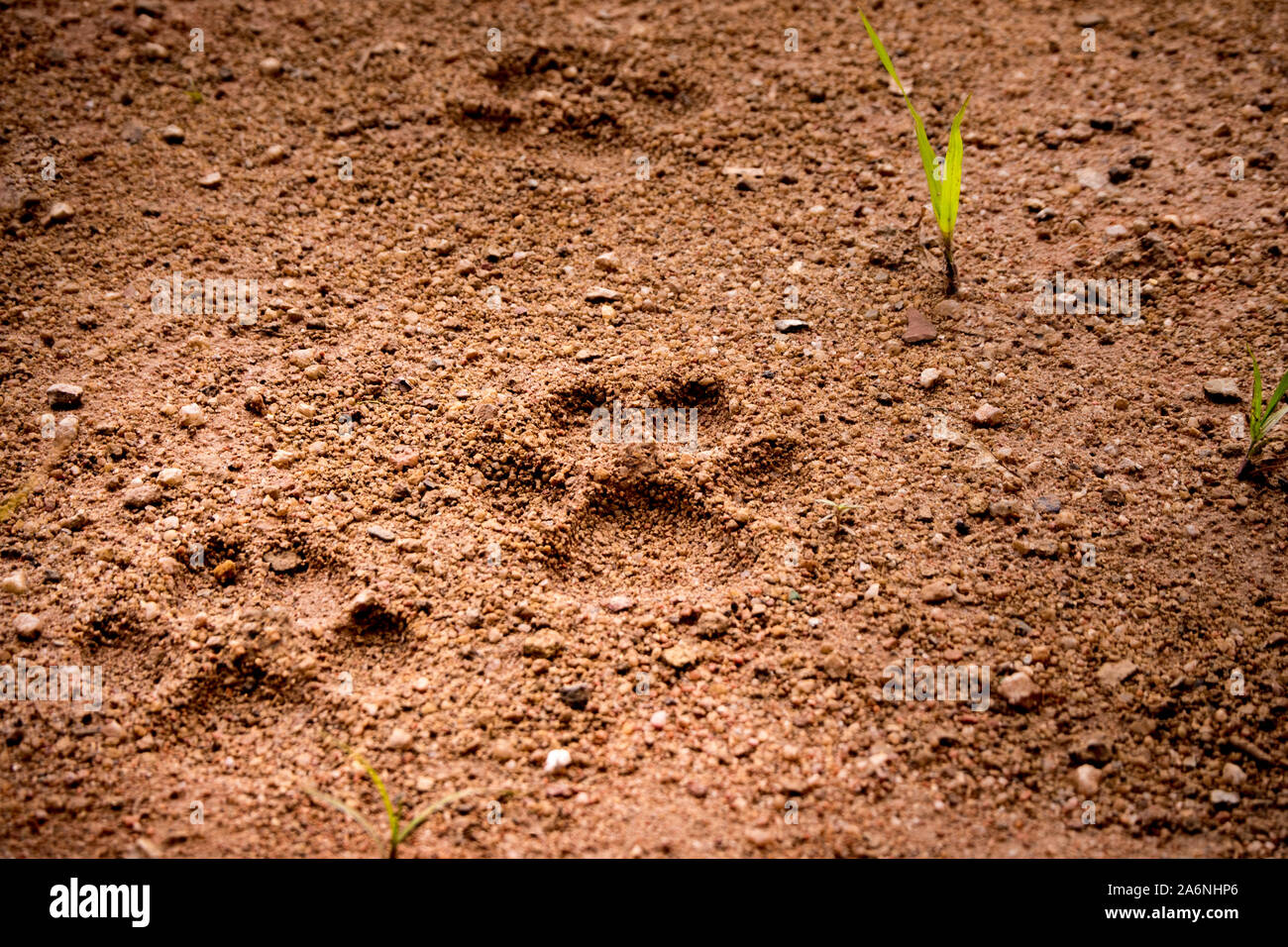 Coyote Footprints High Resolution Stock Photography and Images - Alamy
