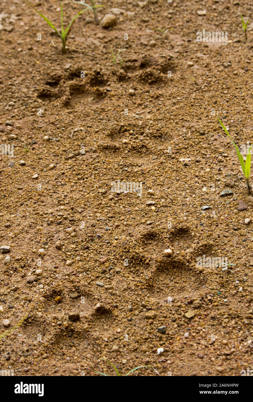 Dog footprint tread on soft soil ground Stock Photo - Alamy