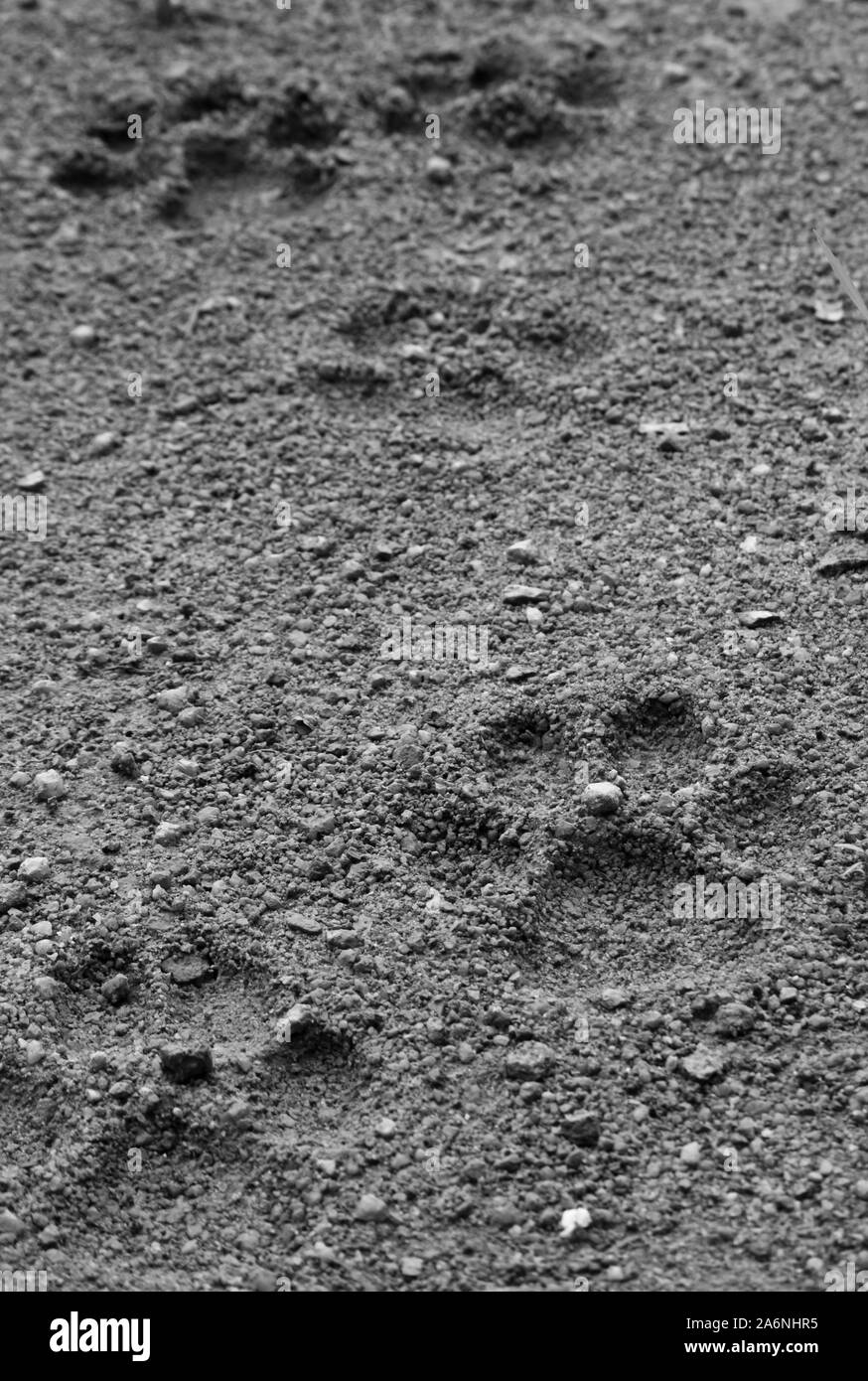 Dog footprint tread on soft soil ground Stock Photo - Alamy