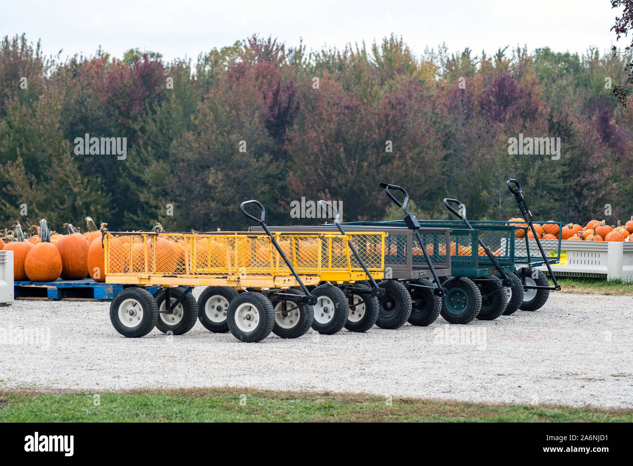 Rows of carts are lined up for visitors to use, as they choose the ...