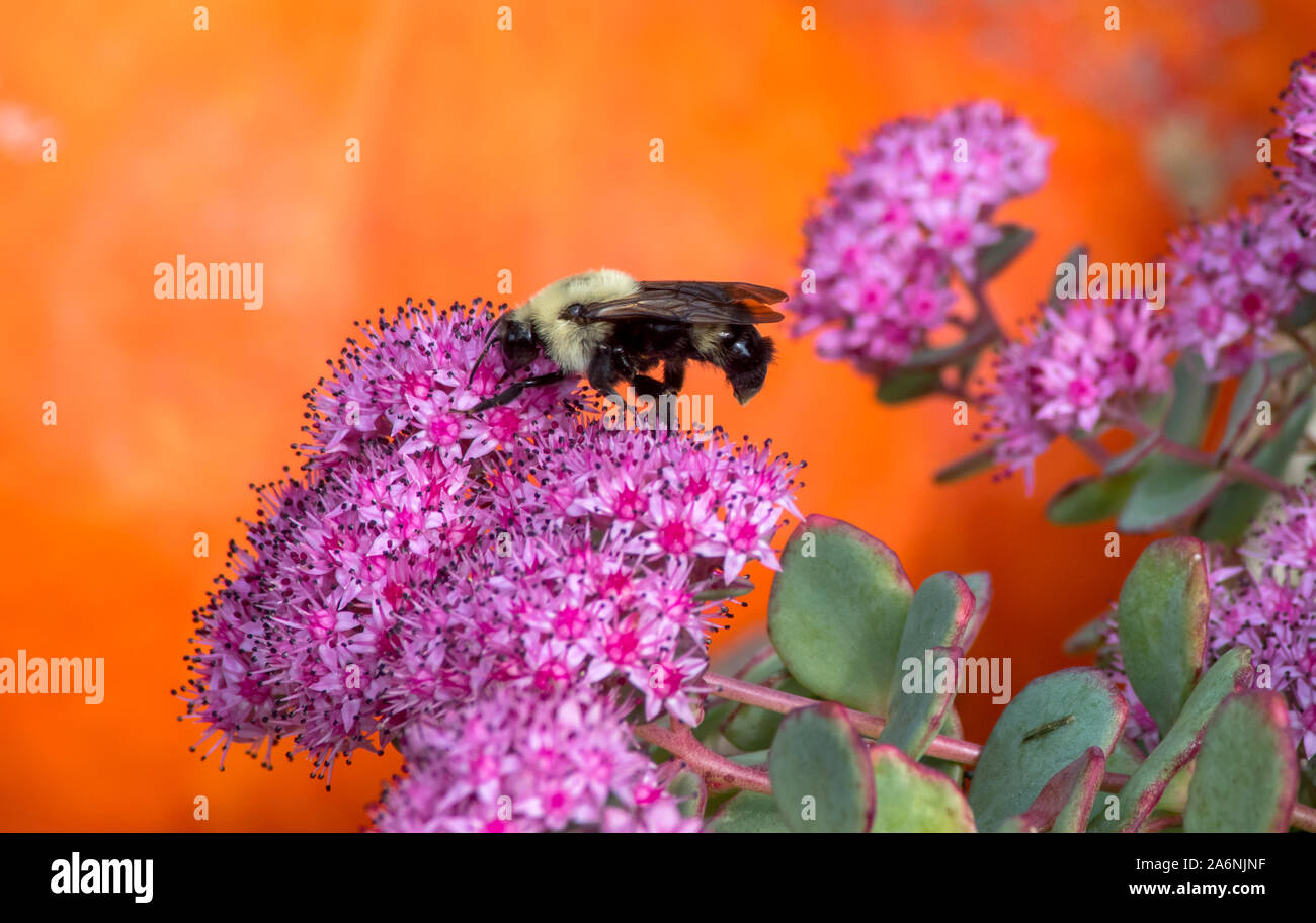 A bumble bees work is never done, as this big bug pollinates colorful ...
