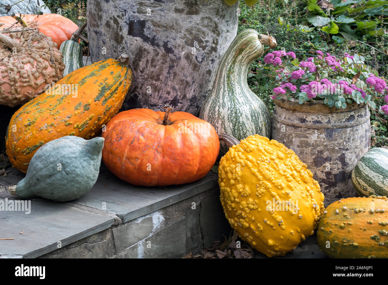 A beautiful display of fall gourds and pumpkins with autumn flowers, on ...