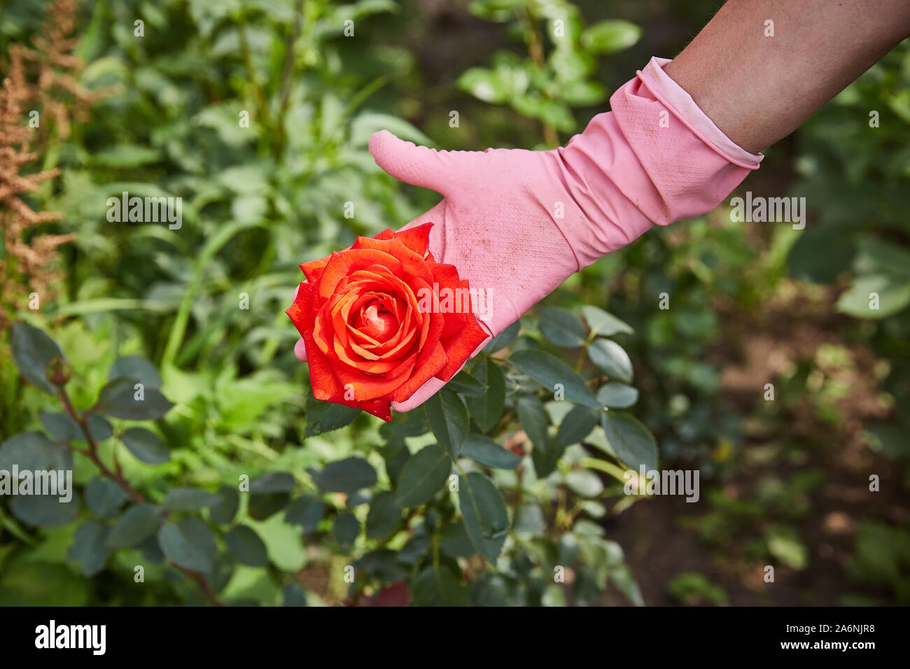 Field grown roses hi-res stock photography and images - Alamy