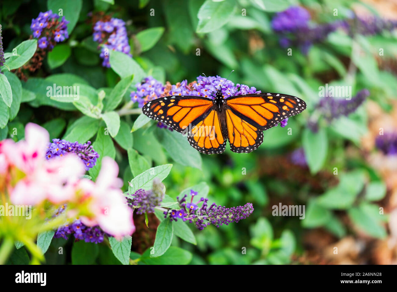 Male Monarch butterfly, Danaus plexippus, feeding on a dwarf butterfly ...