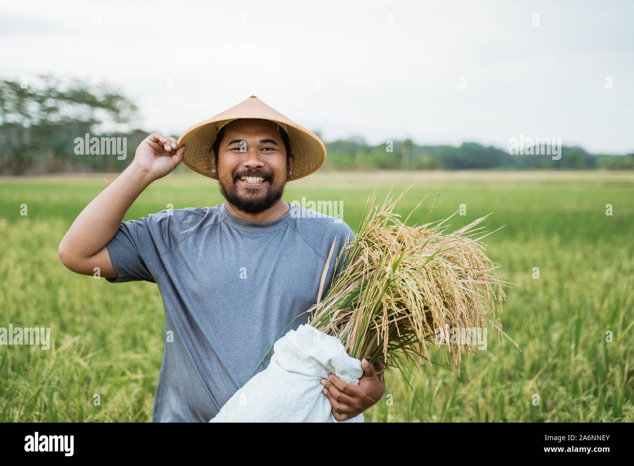 smile asian farmer holding paddy rice grain Stock Photo - Alamy