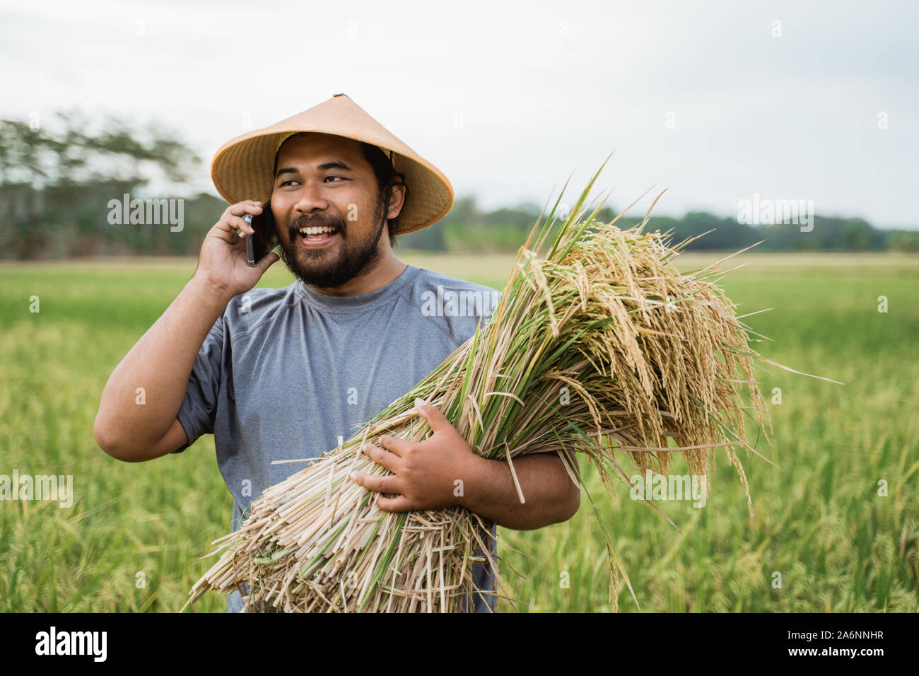 asian farmer making a phone call while holding rice grain Stock Photo ...