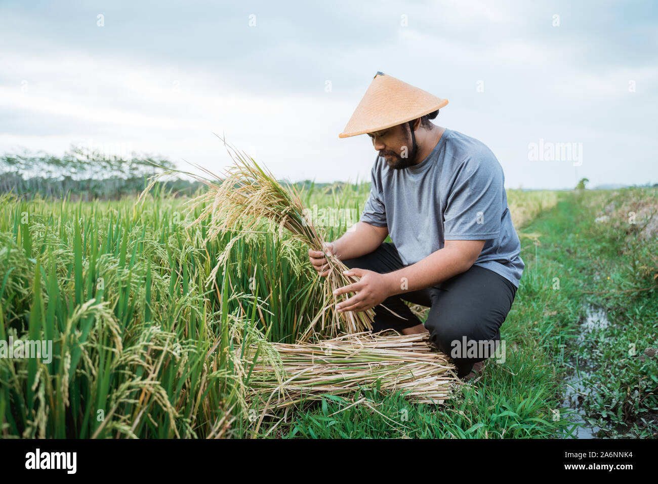 farmer counting his rice grain while harvesting Stock Photo - Alamy