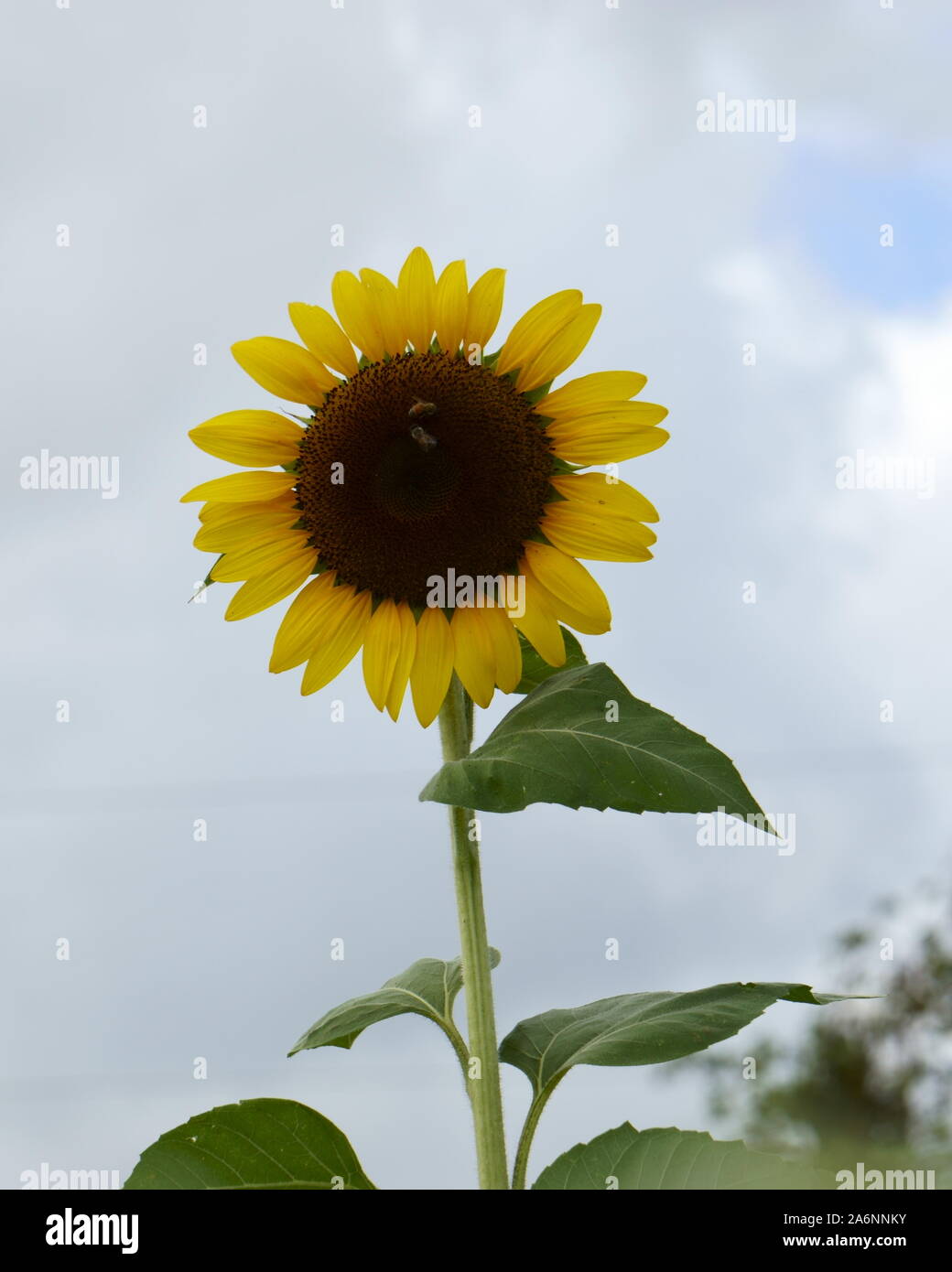 Single sunflower standing tall Stock Photo - Alamy