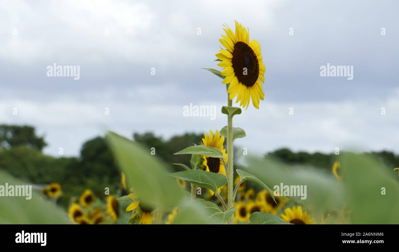 Single sunflower standing tall amid other sunflowers Stock Photo - Alamy