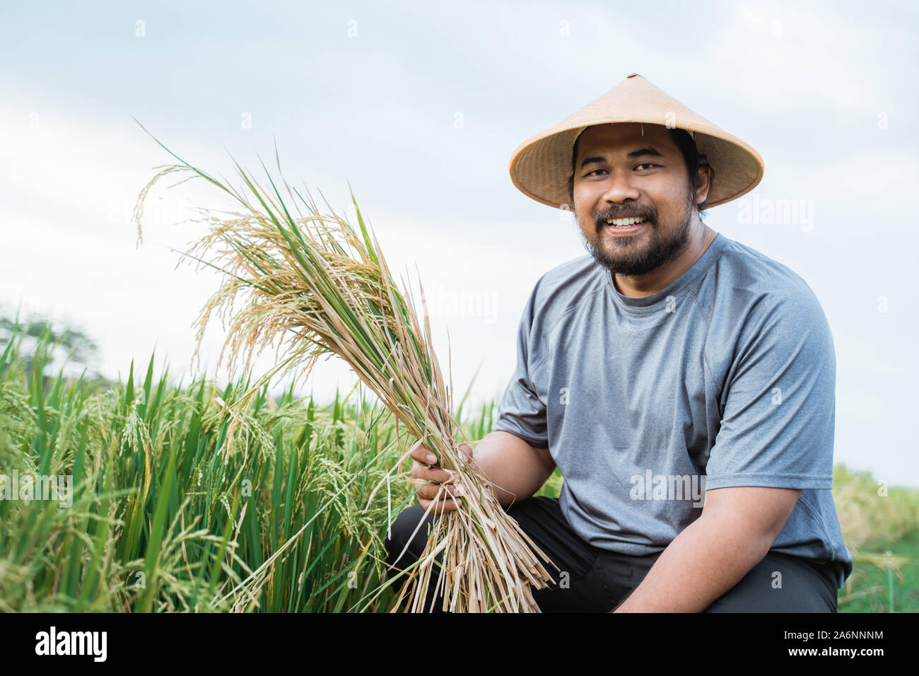 smile asian farmer holding paddy rice grain Stock Photo - Alamy