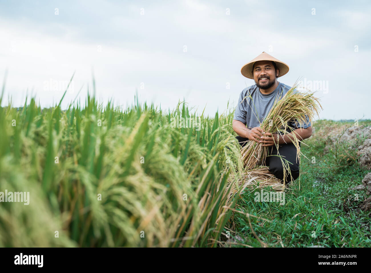 Java javanese rice paddy field hi-res stock photography and images - Alamy