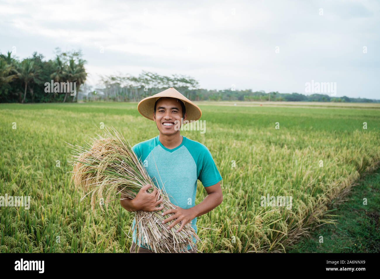 Asian farmer worker pick rice hi-res stock photography and images - Alamy