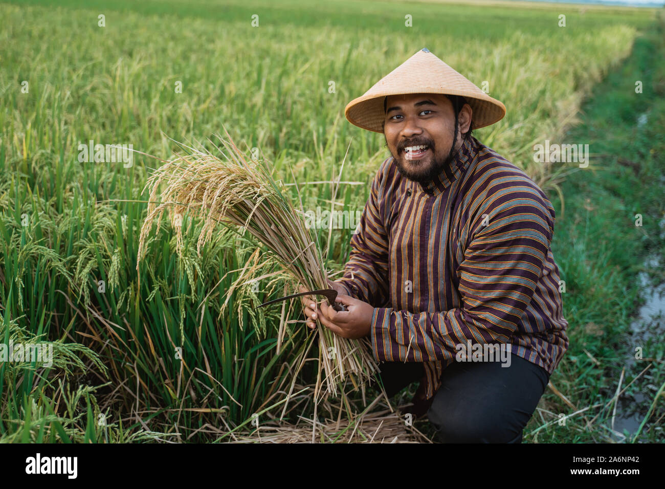 smile asian farmer holding paddy rice grain Stock Photo - Alamy