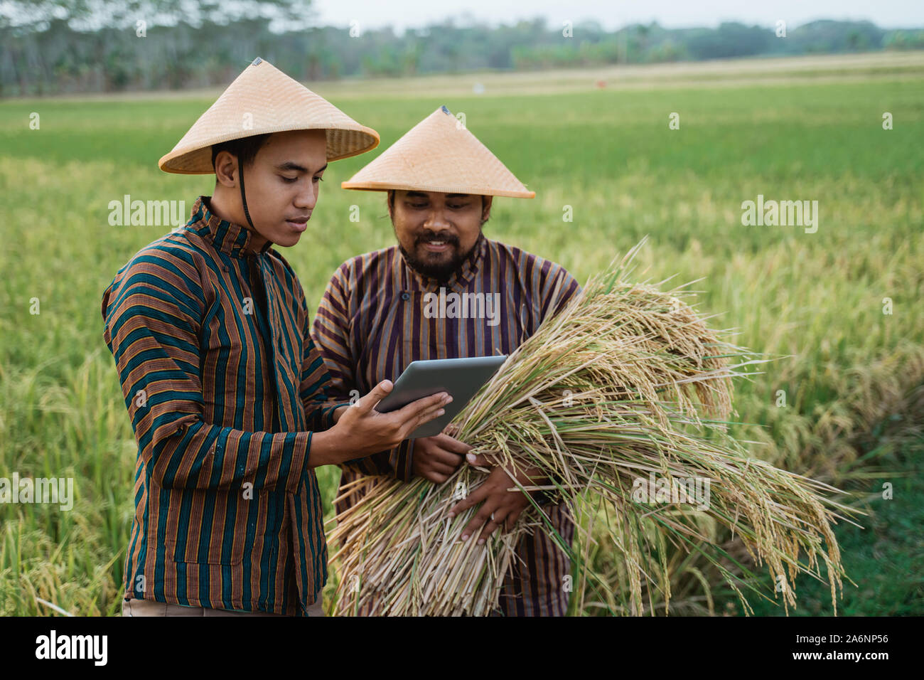 two traditional farmer using smart technology farming Stock Photo - Alamy
