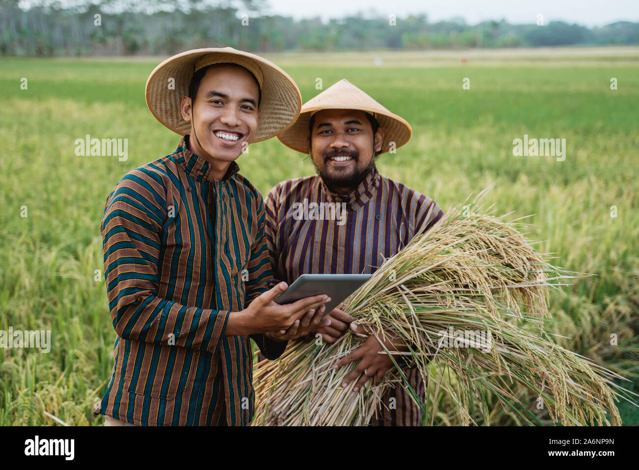 Modern rice harvesting hi-res stock photography and images - Alamy