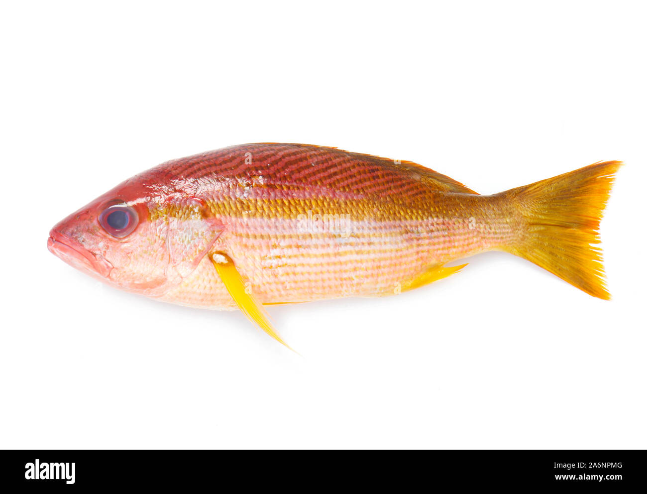 Whole Red Snapper Isolated On White Stock Photo - Alamy