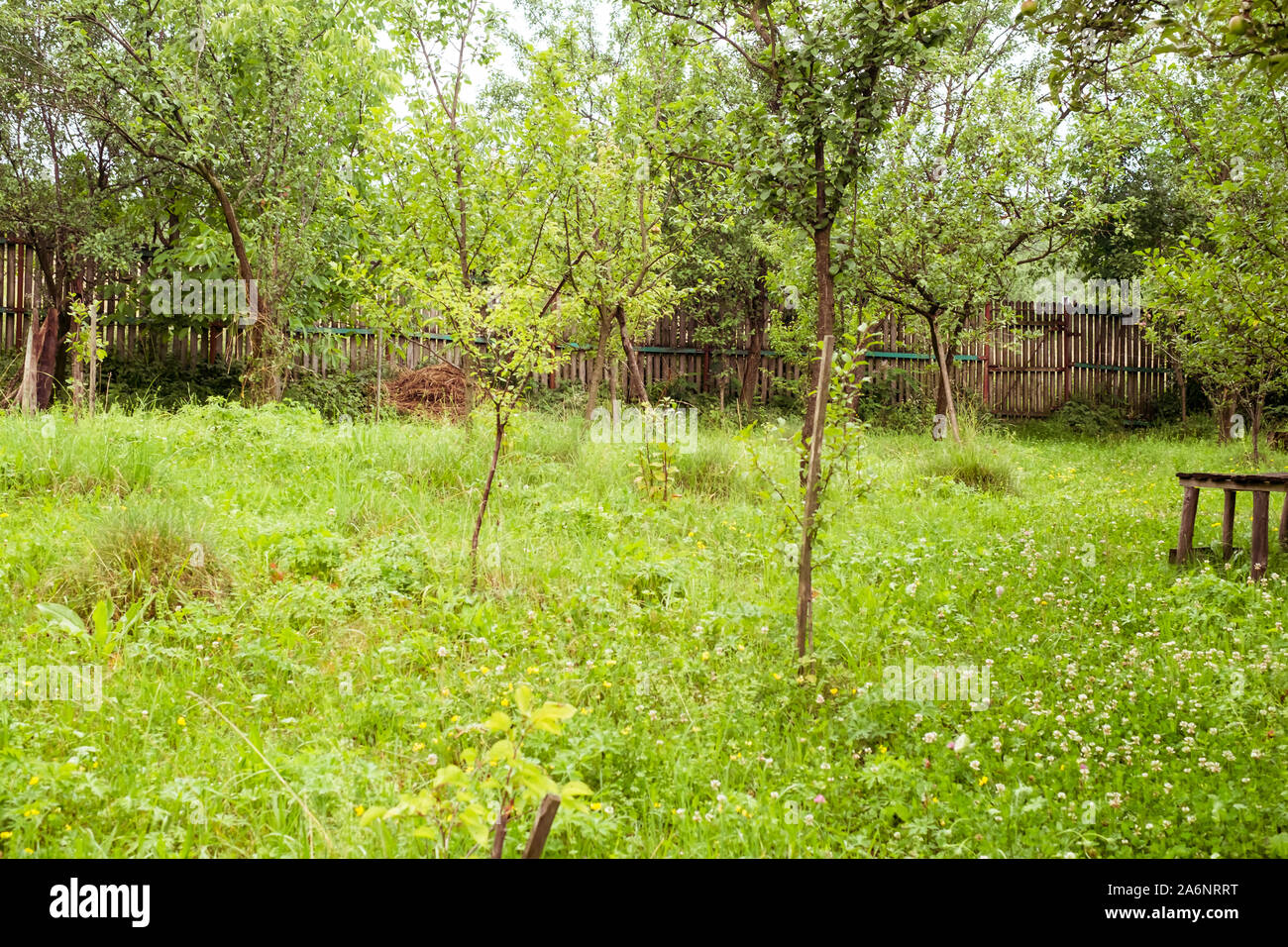 Orchard with summer house and blooming apple tree hi-res stock ...