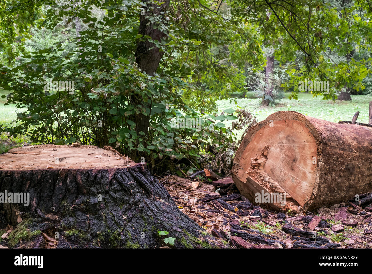 Tree limb cut rings hi-res stock photography and images - Alamy