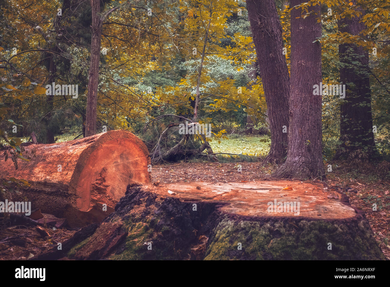 Fresh cut tree in the forest Stock Photo - Alamy
