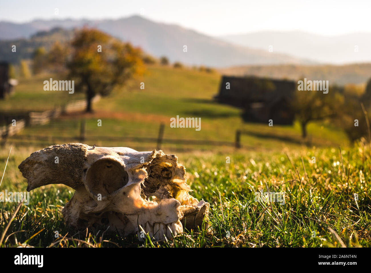 European farm animals cow sheep hi-res stock photography and images - Alamy