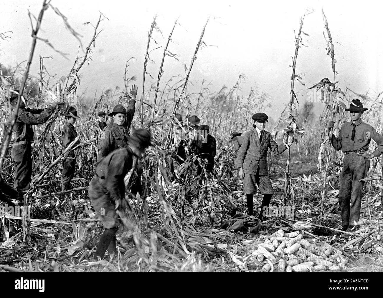 Boy Scouts working on a Boy Scout Farm ca. 1917 Stock Photo - Alamy