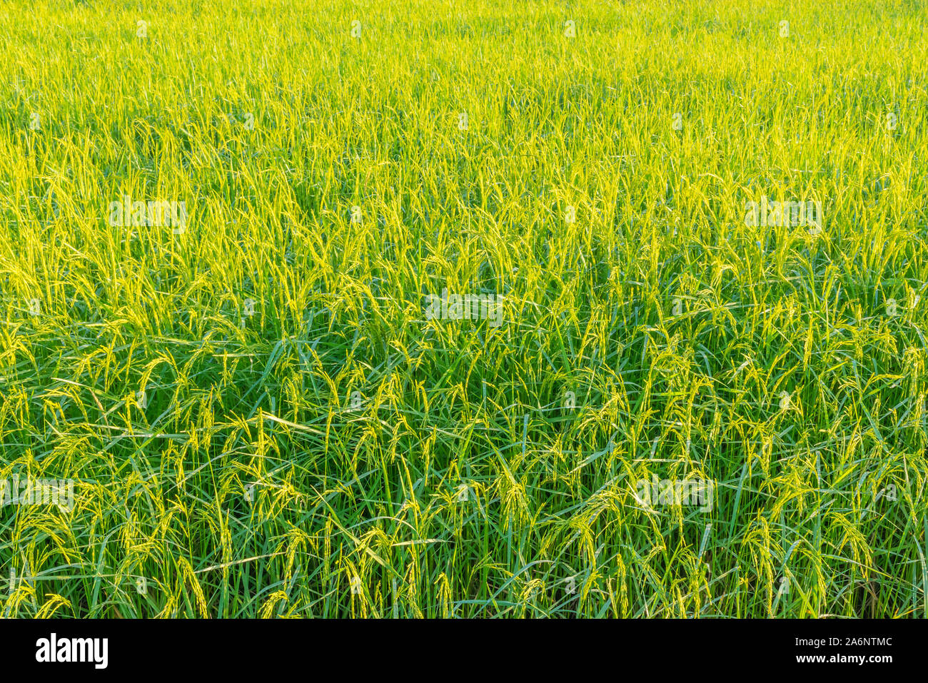 The season of the grain, mature reproductive stage of green paddy rice ...